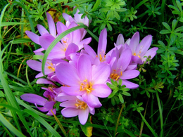 Bước qua tháng 10 âm lịch, 3 con giáp may mắn ngập lối, hút cạn Lộc Trời