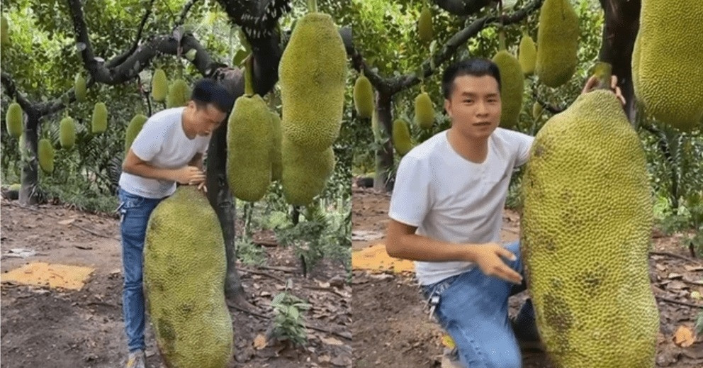 Quả mít to ngang 1 người lớn gây choáng MXH