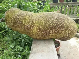 Quả mít to ngang 1 người lớn gây choáng MXH